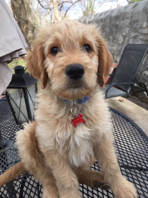 From puppy to dog nerd…