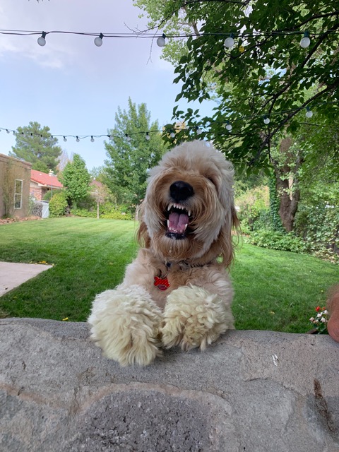 Differentiating between alevin and Alvin…