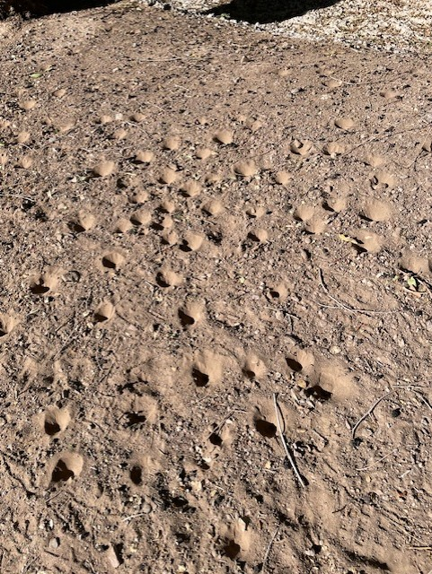 More than you wanted to know about doodlebugs…